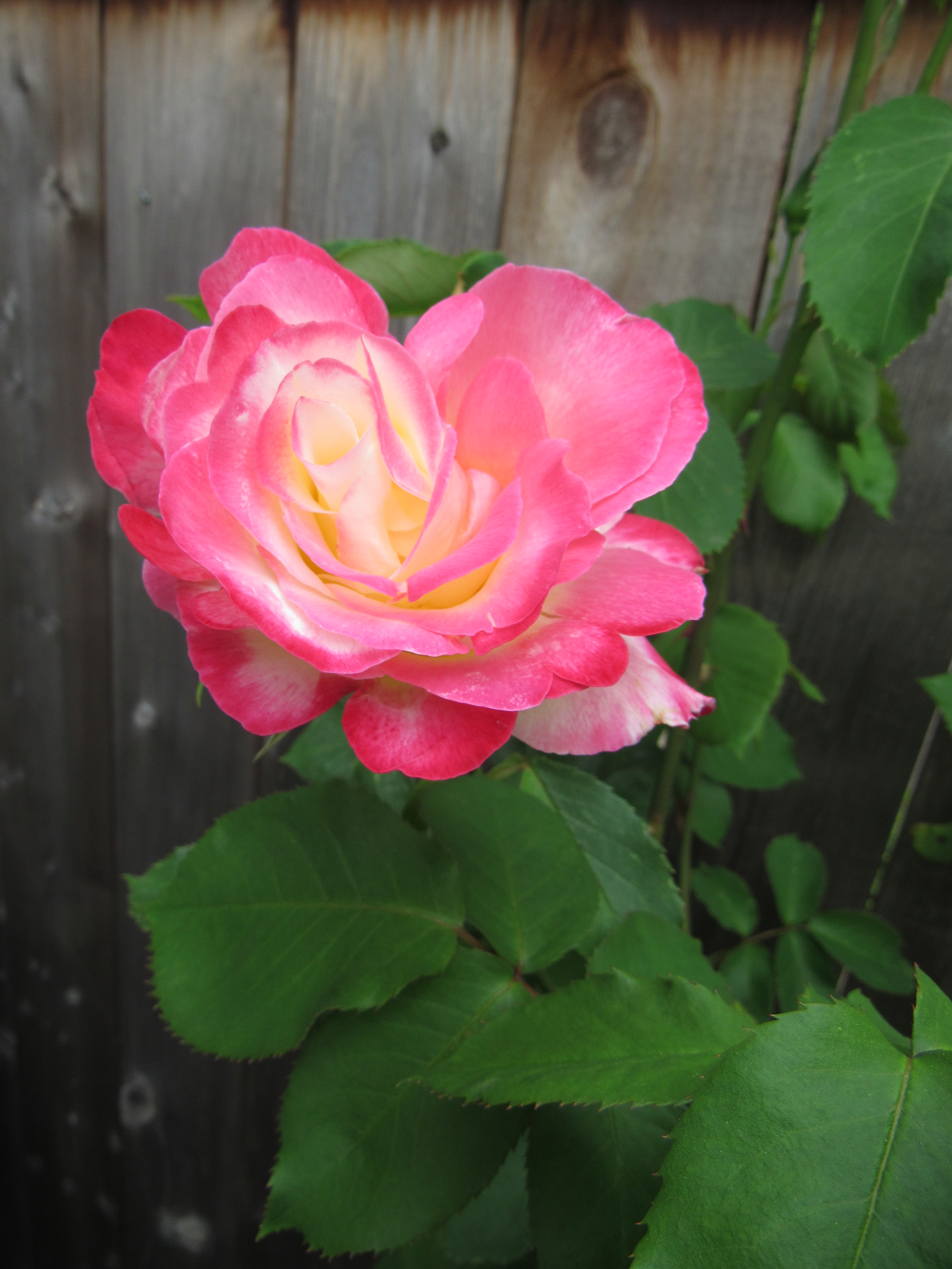 A Rose By Any Other Angle?